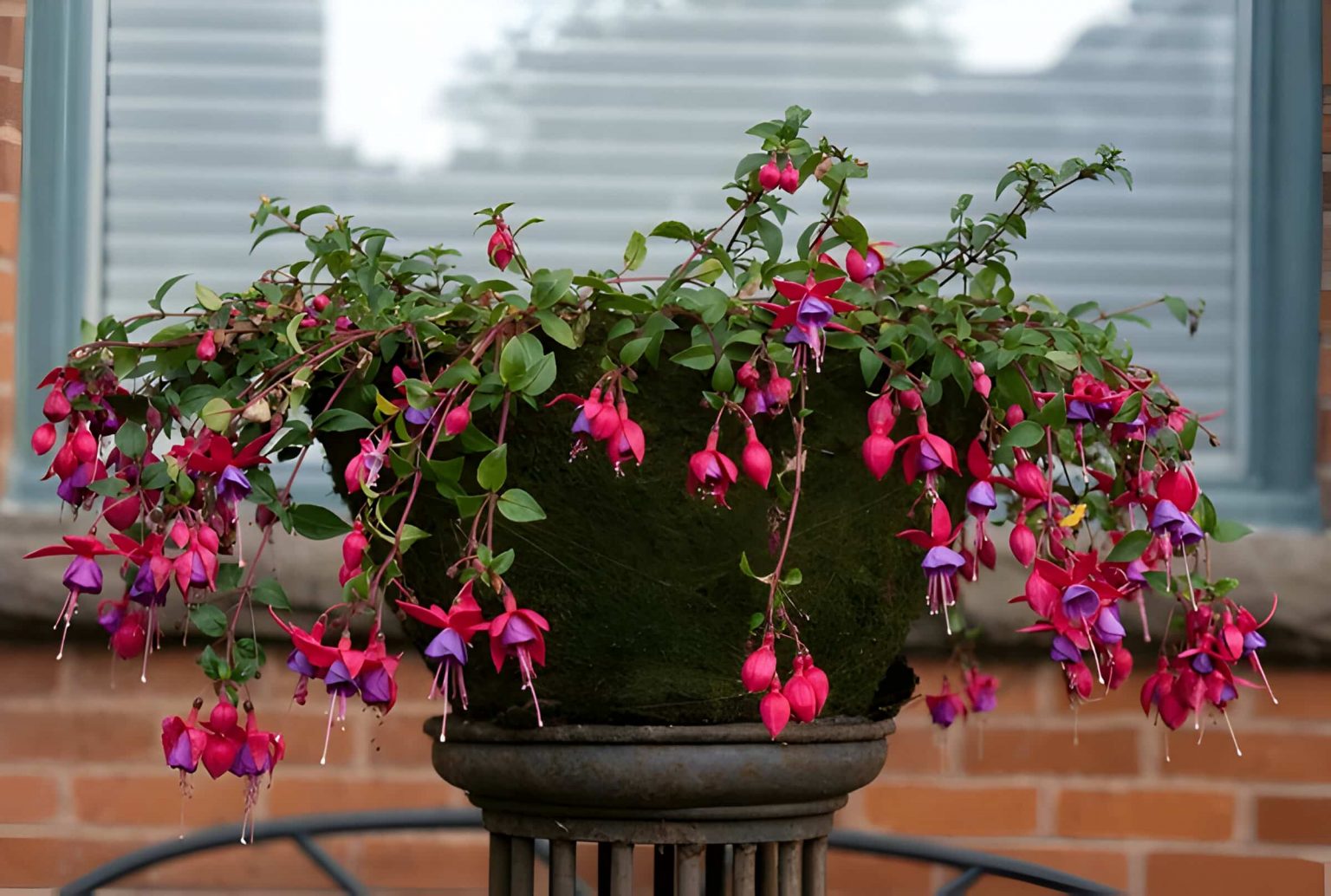 10 Most Delicate Flowers | allwaysflower