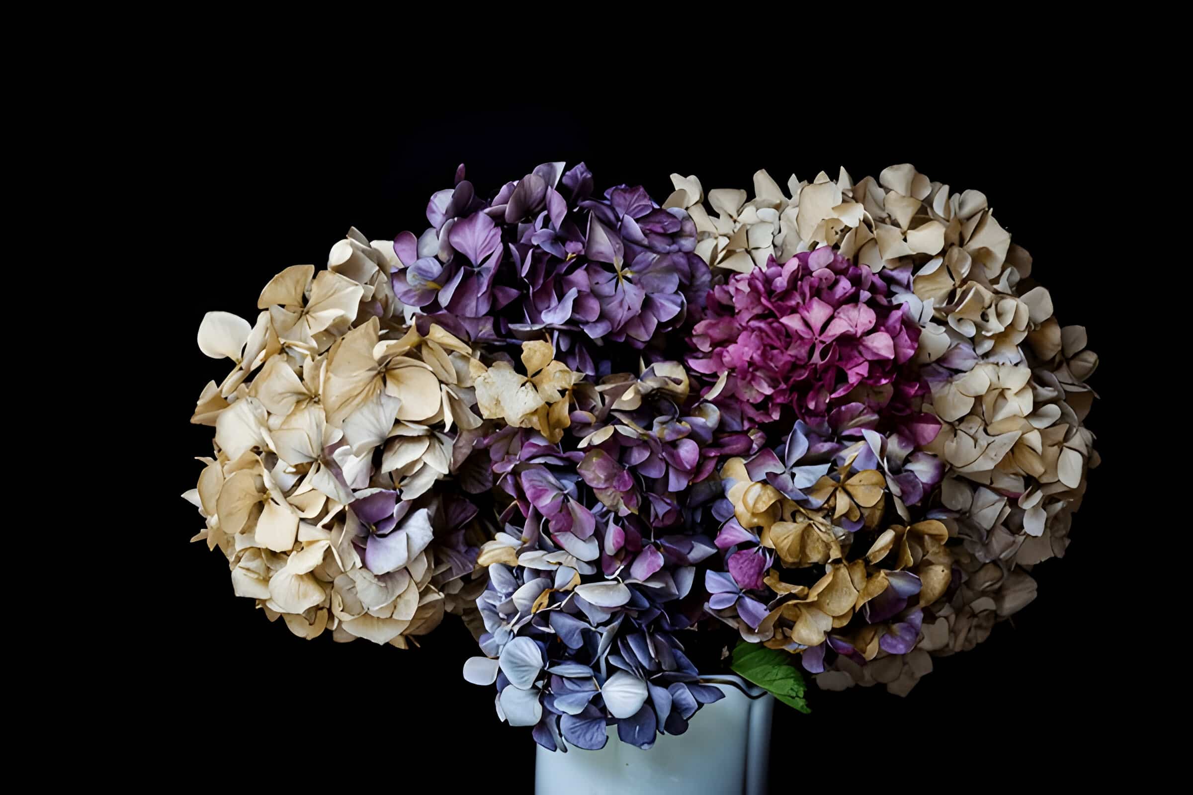 4 Easy Steps For Drying Hydrangea Flowers