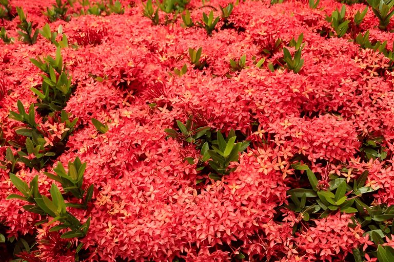 10 Most Delicate Flowers | allwaysflower