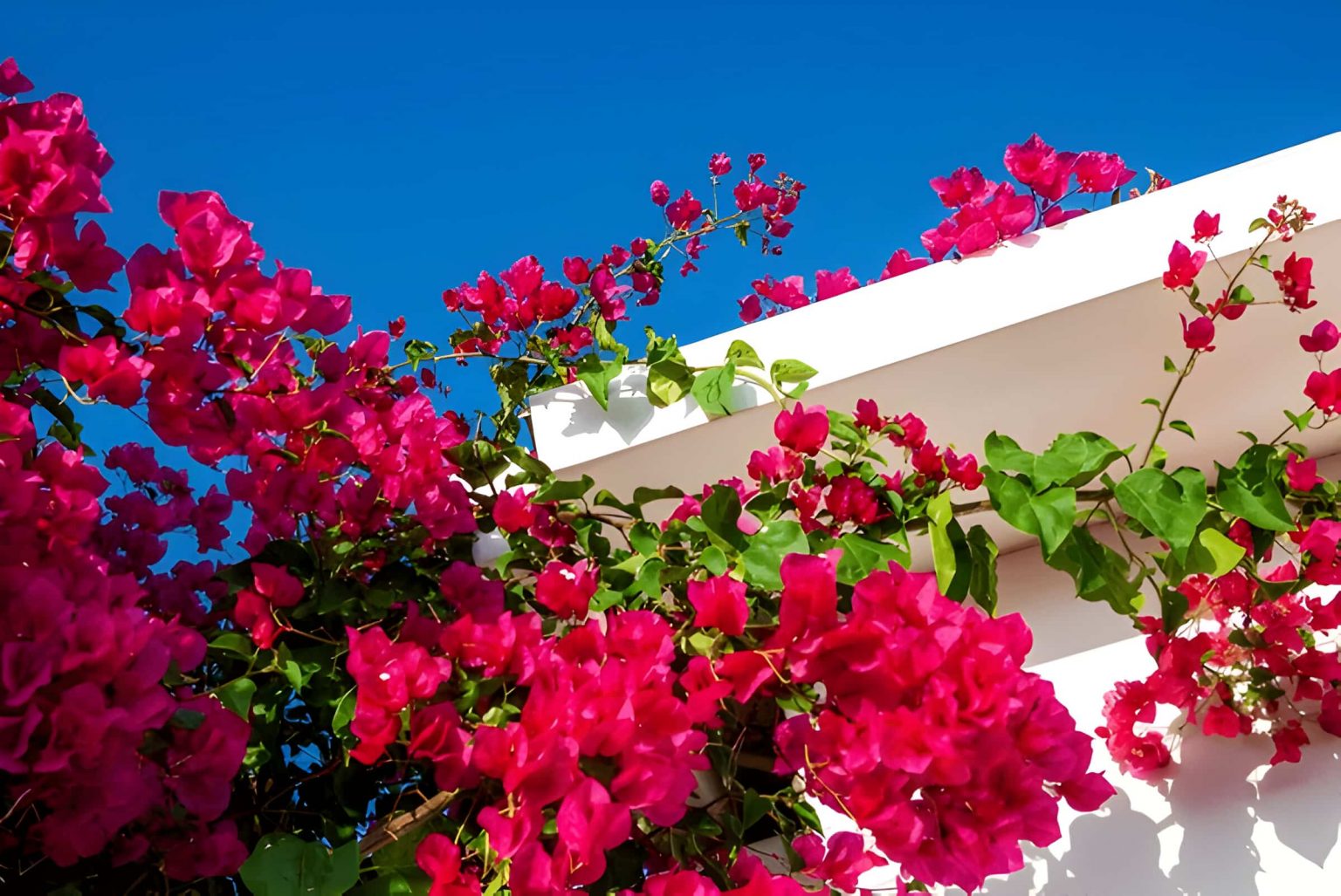 10 Most Delicate Flowers | allwaysflower