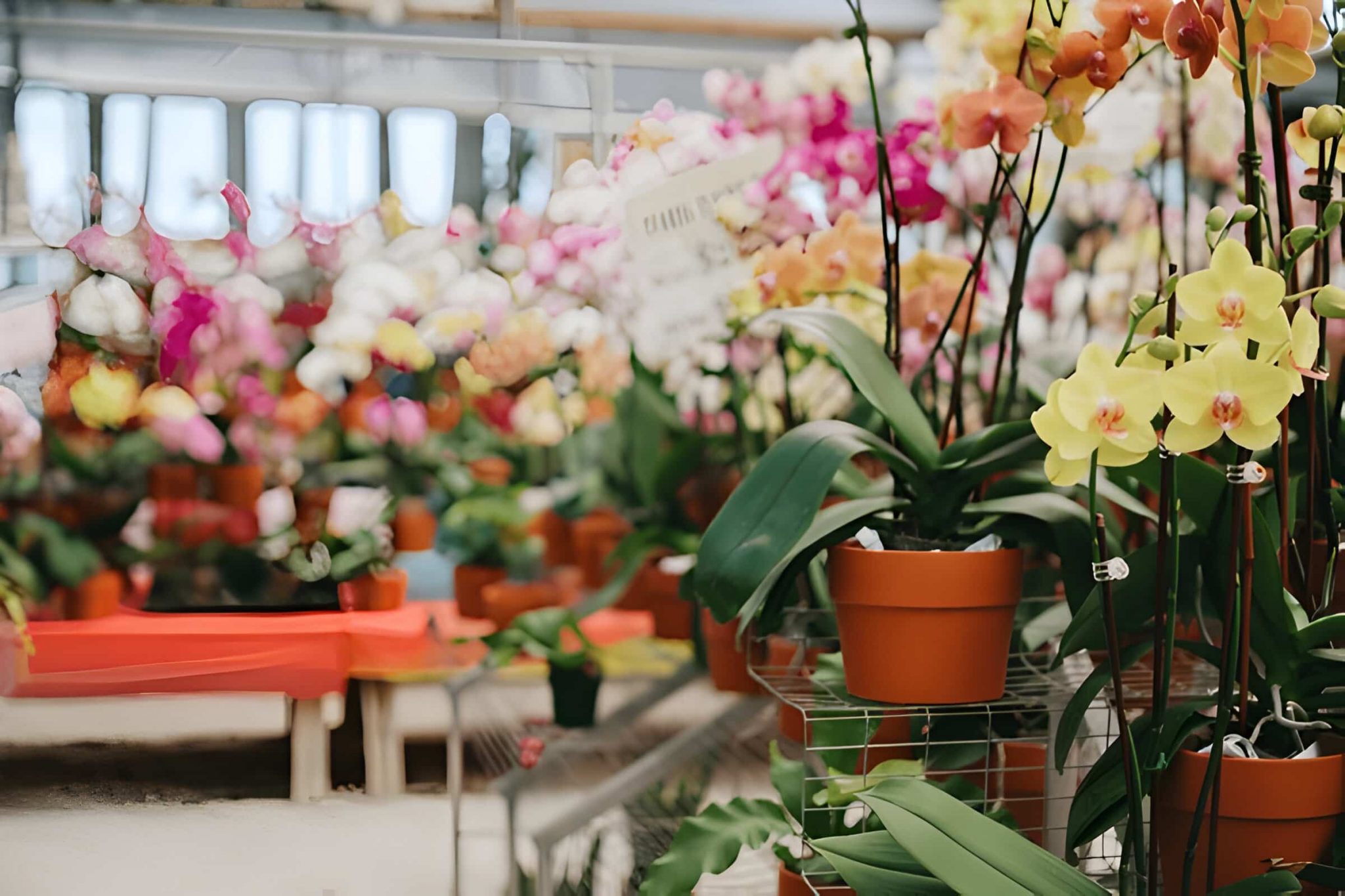 10 Most Delicate Flowers | allwaysflower